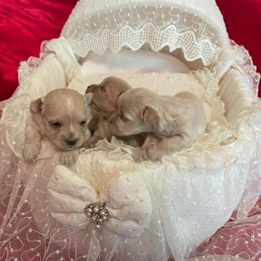 Щенки мальтипу мини