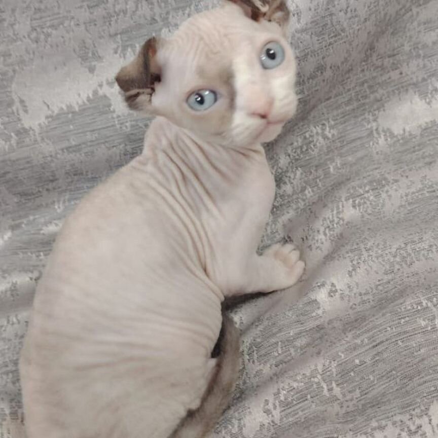 Котята
