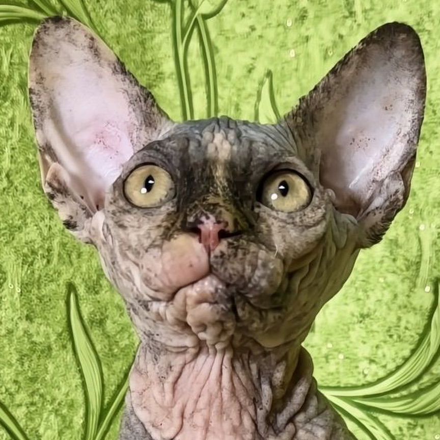 Канадский сфинкс котёнок