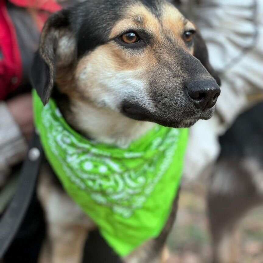 Щенуля Тутси ждет в приюте