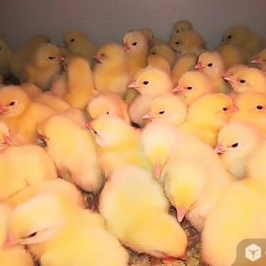 Цыплята бройлеры кобб 700