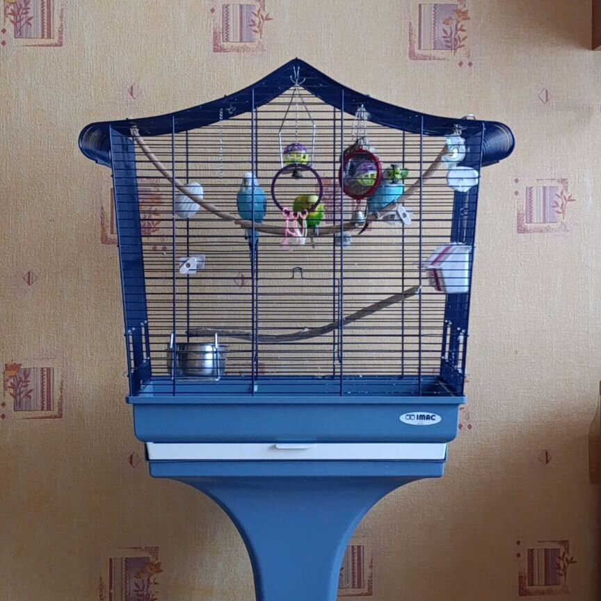 Волнистый попугай