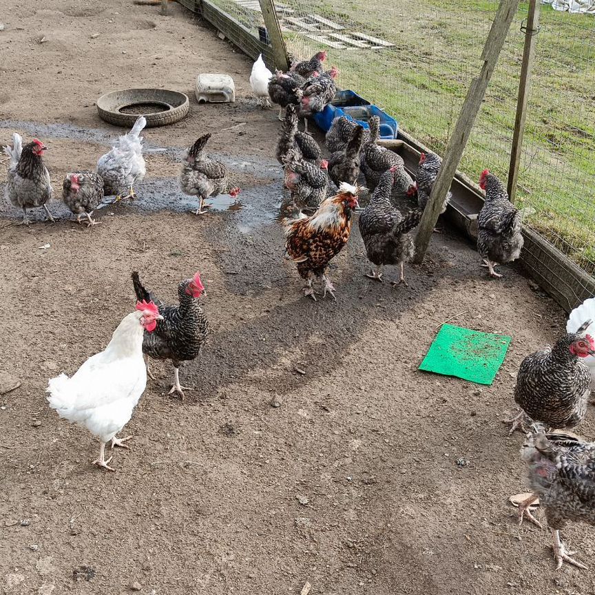 Куры несушки