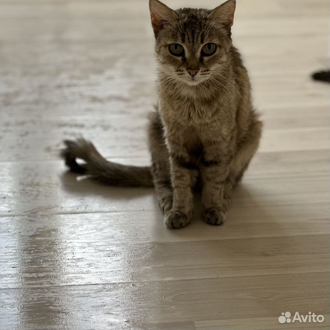 Кошка мышеловка Фрося ищет дом