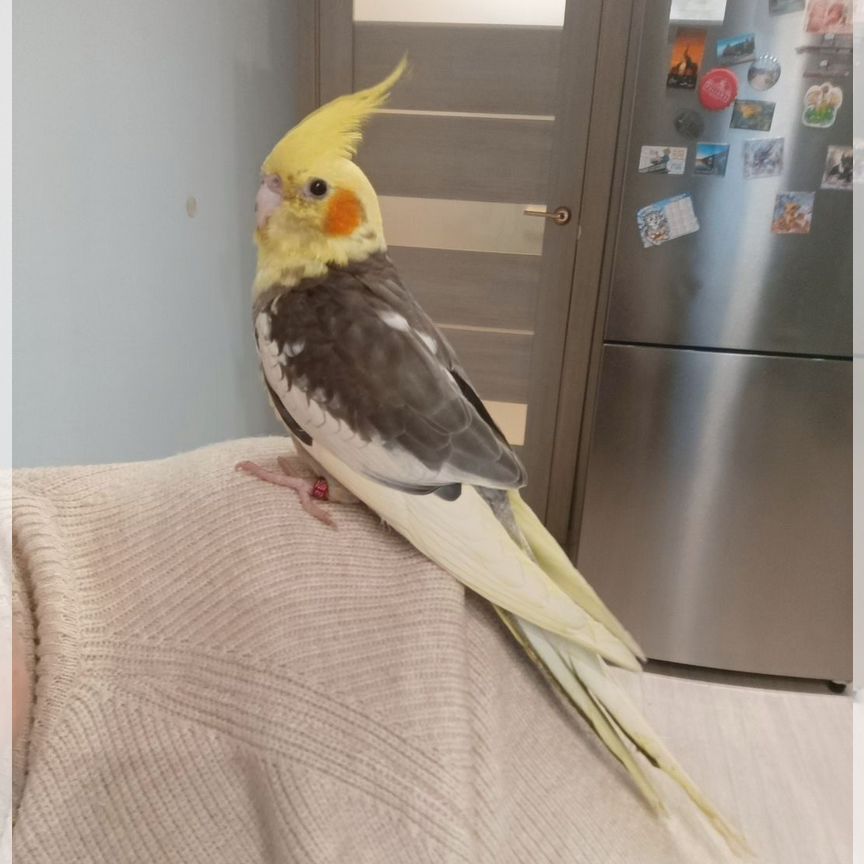 Попугай корелла мальчик