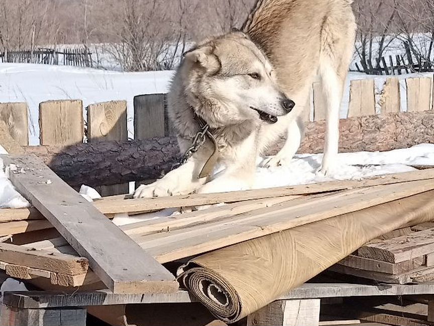 Собака лайка ищет дом