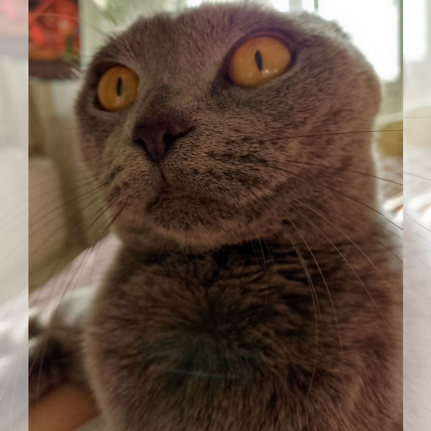 Ищу кота для случки шотландца прямоухого