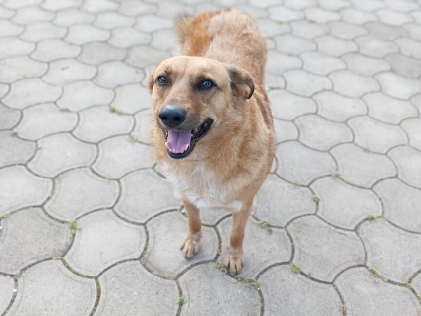 Рыжий мальчик ищет дом