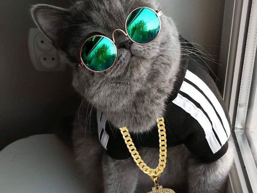 Очки для домашнего питомца