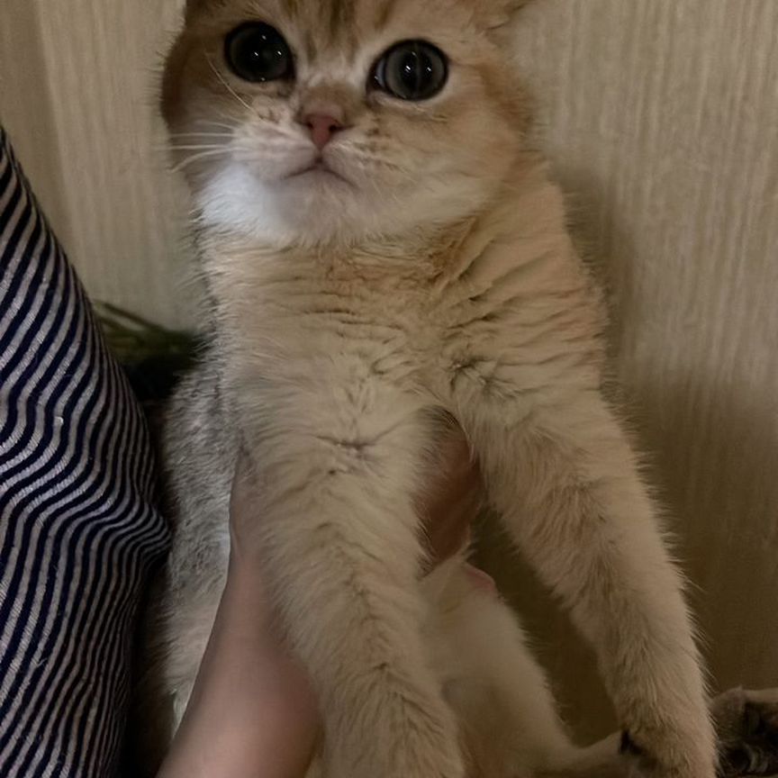Британский котенок