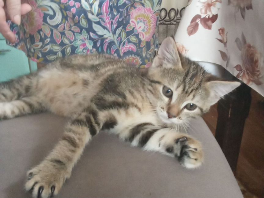 Кошечка,шотландка,скоттиш -страйт,прямоухая