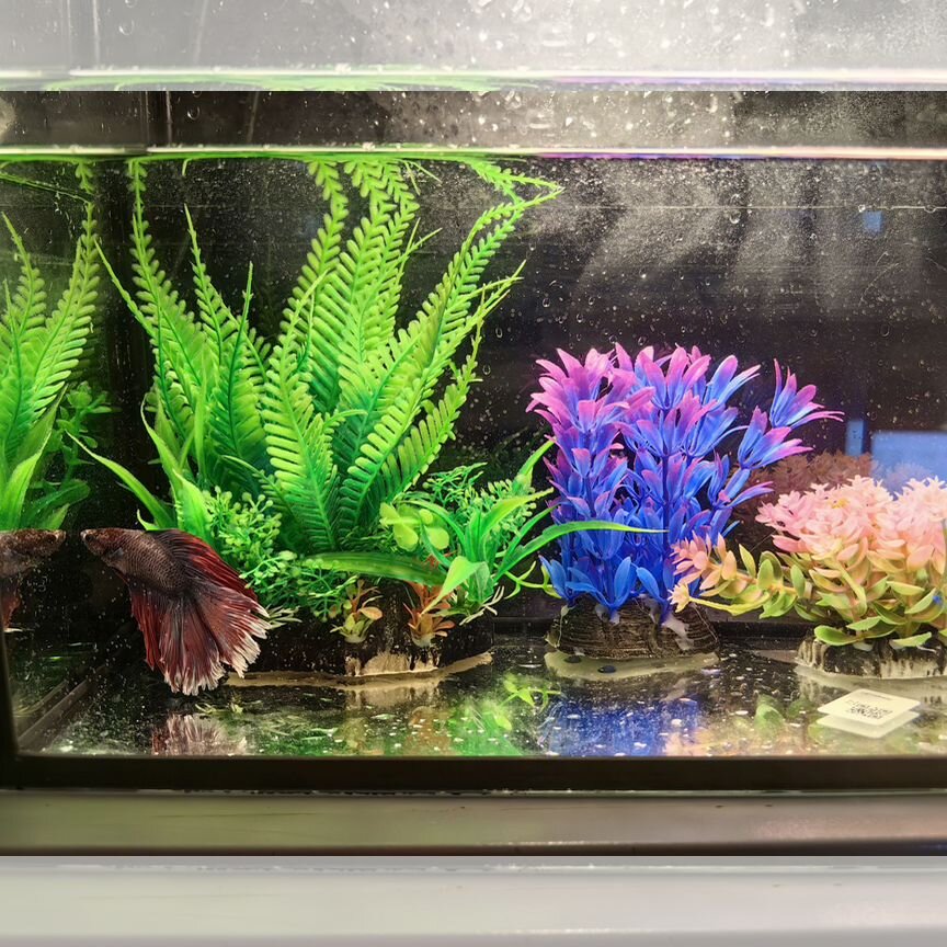 Рыба петушок самец красный