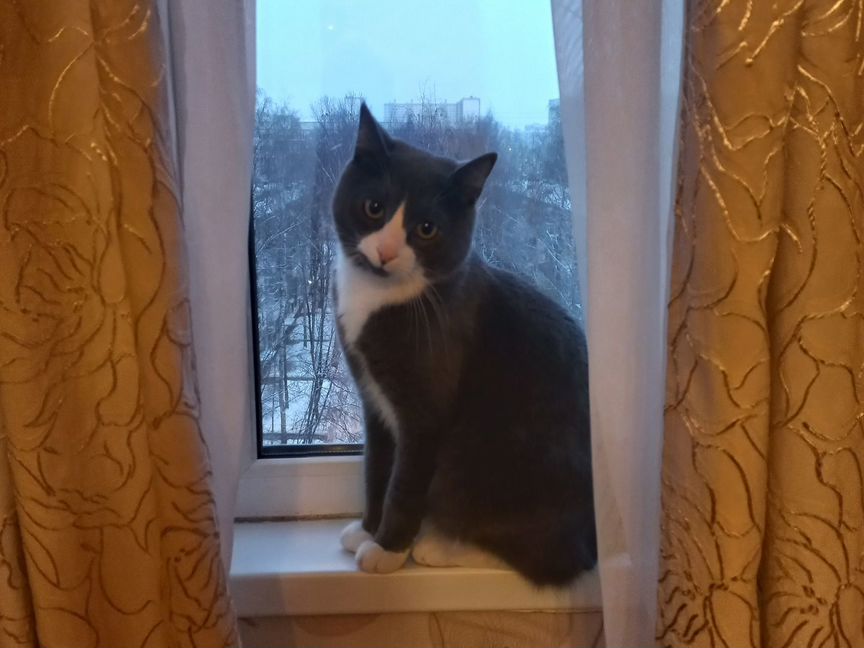 Кот в добрые руки