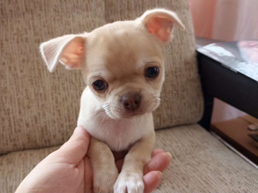 Щенки чихуахуа