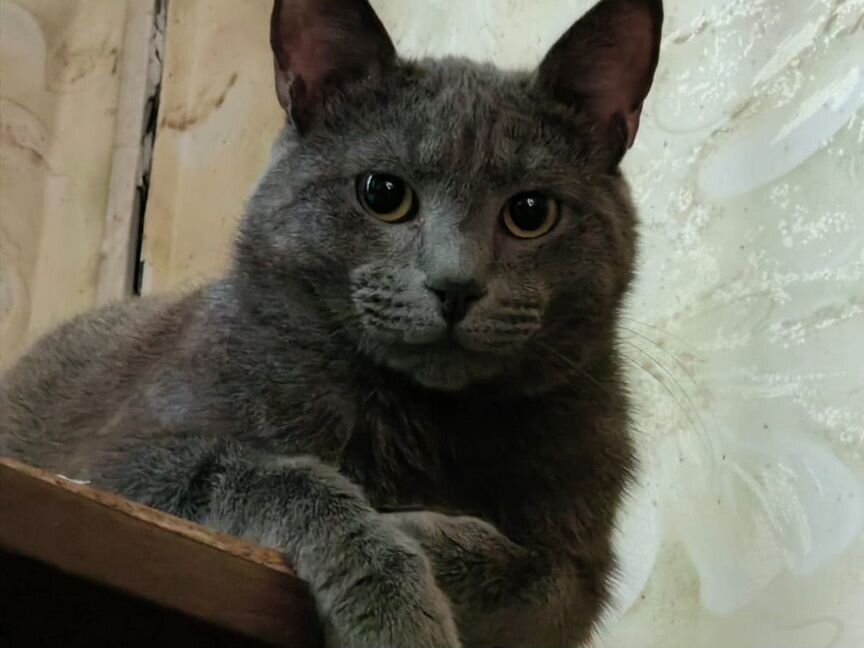 Русская голубая кот Фил