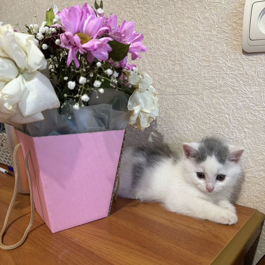 Котенок 1 месяц отдам вторым животным