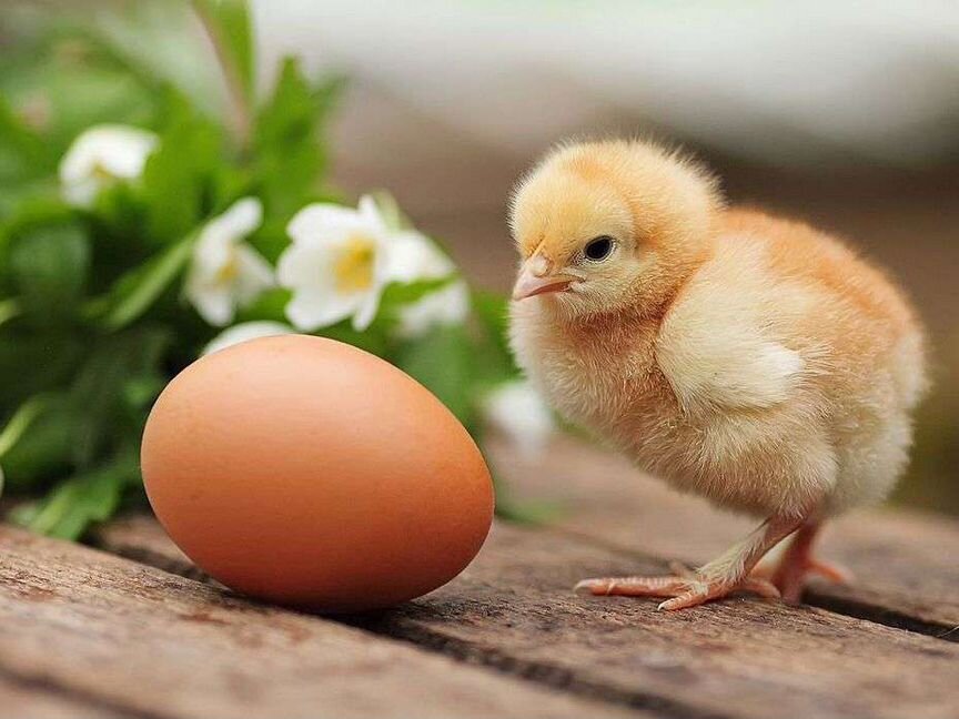 Инкубационное яйцо