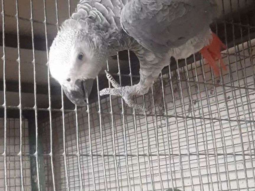 Попугай серый