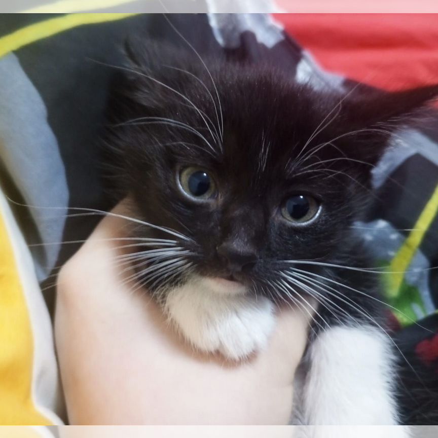 Котёнок в добрые руки