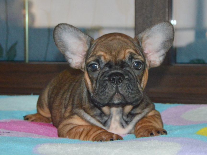 Рыжий мальчик француз