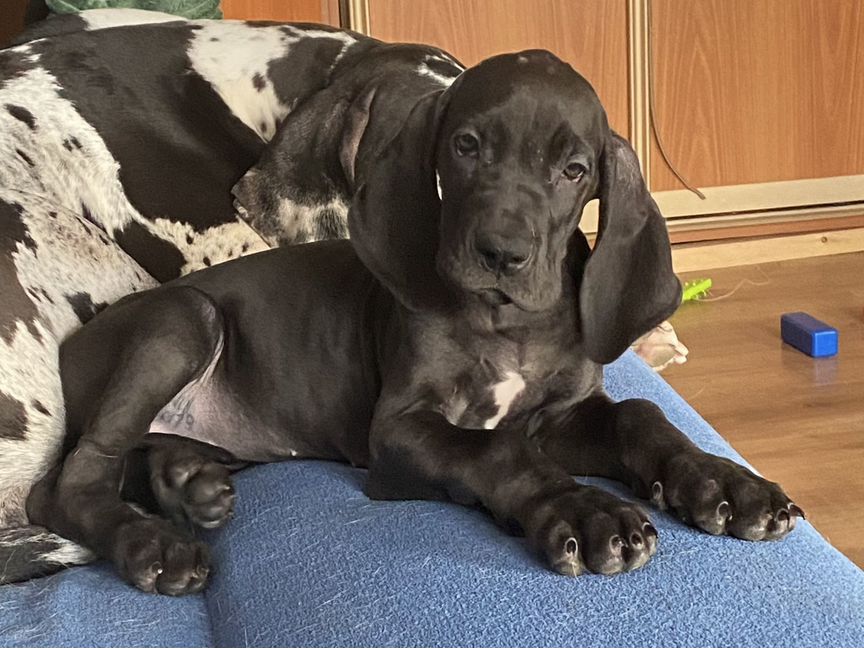 Щенок Немецкого Дога,сука (есть доставка)