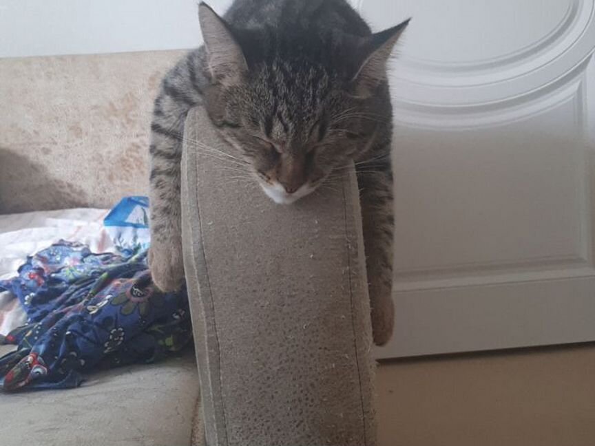 Кошечка 5 мес
