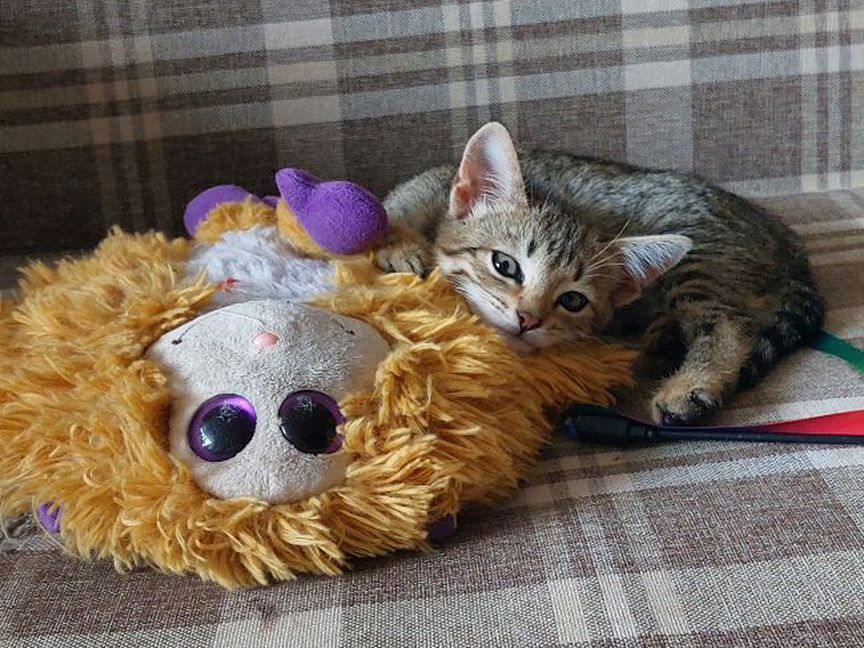 Котенок в добрые руки