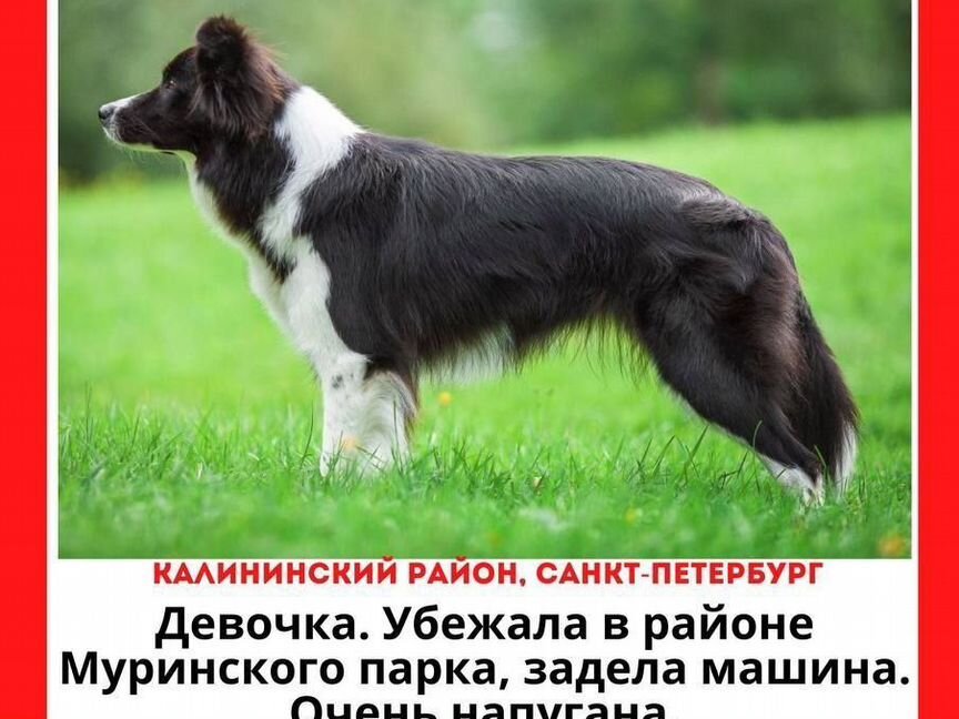 Бордер колли