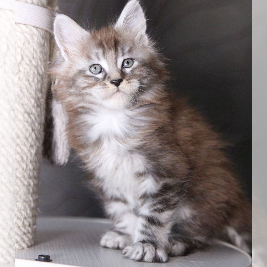 Мейн-кун котёнок