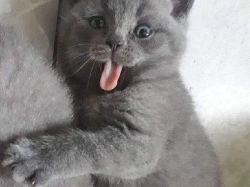 Британские котята