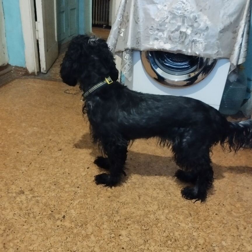 Домашние животные собаки