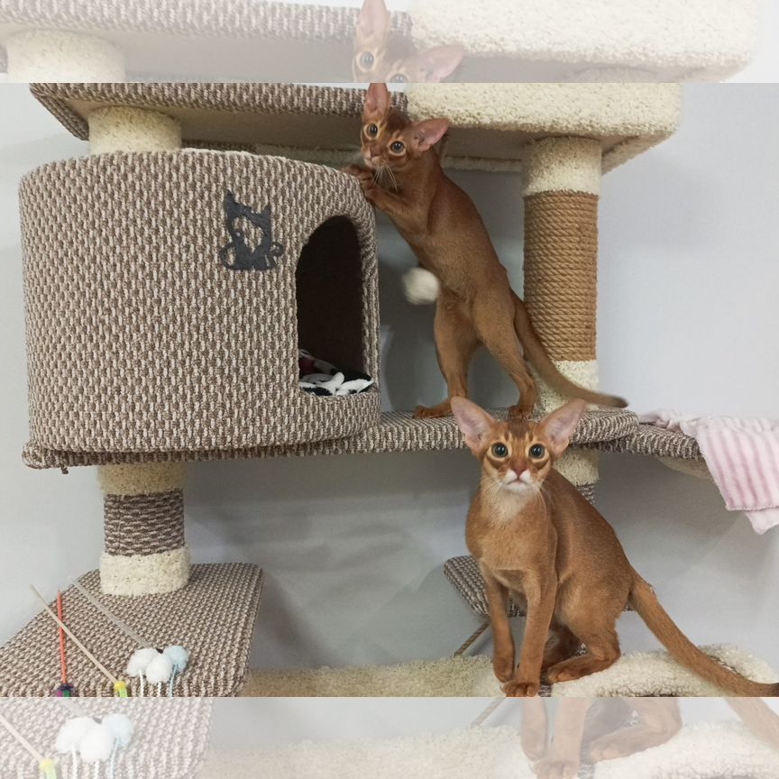 Абиссинские котята девочки из питомника