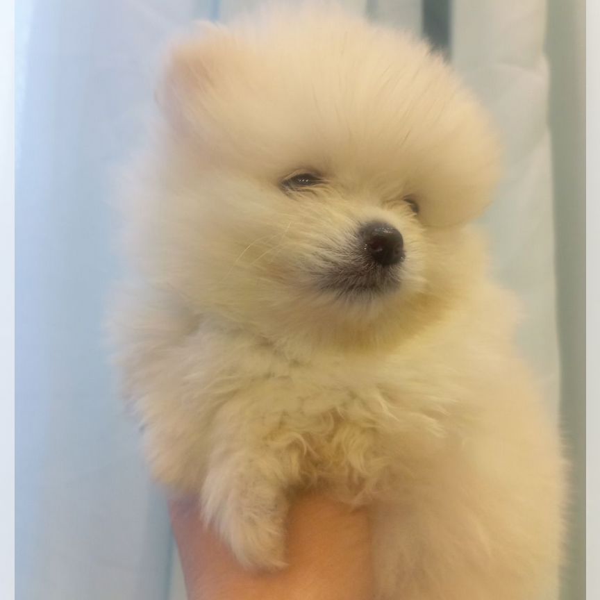 Померанский шпиц, щенок