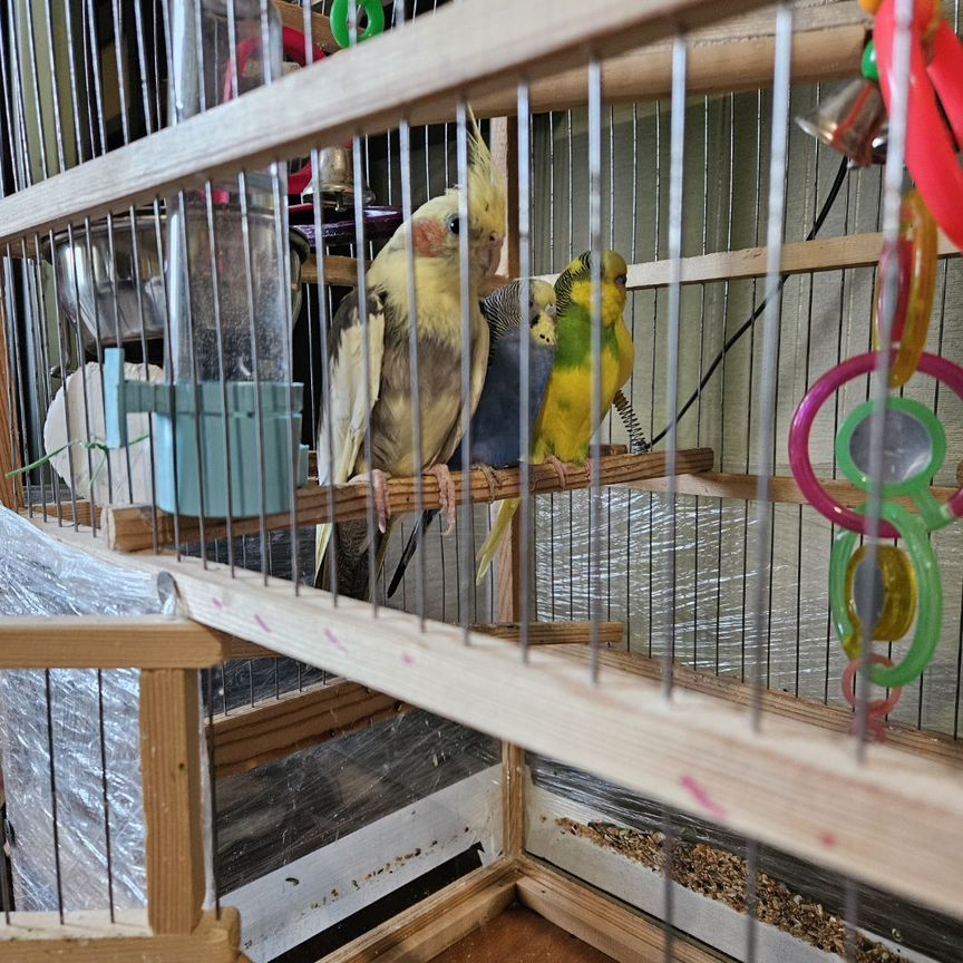 Попугай корелла