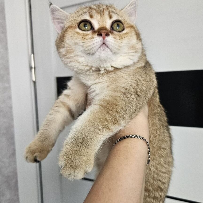 Шотладская золотая шиншилла