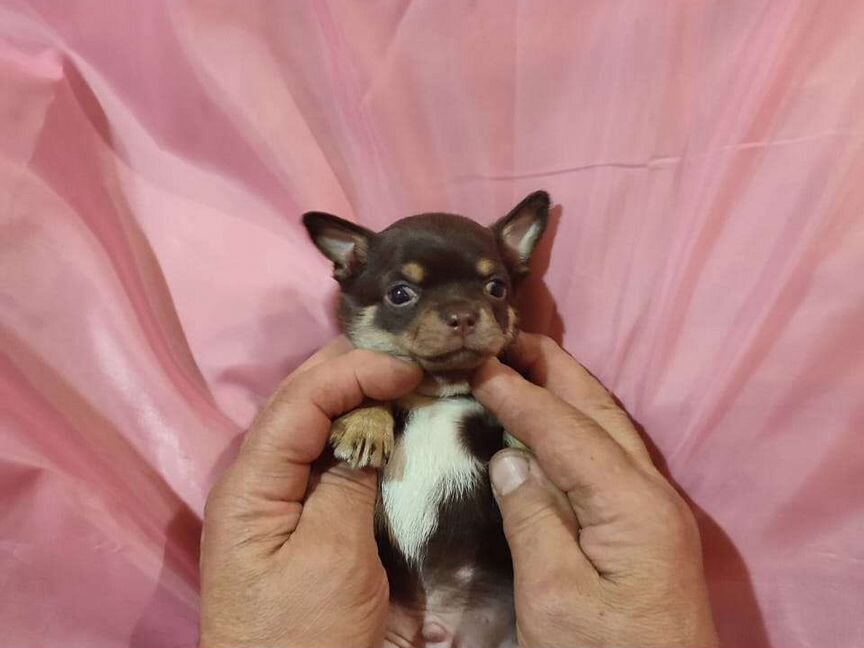 Чихуахуа щенки, шоколад и черно подпалые