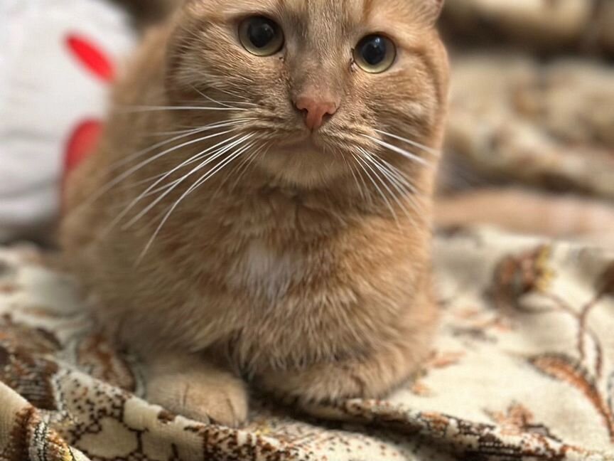 Отдам кота в добрые руки