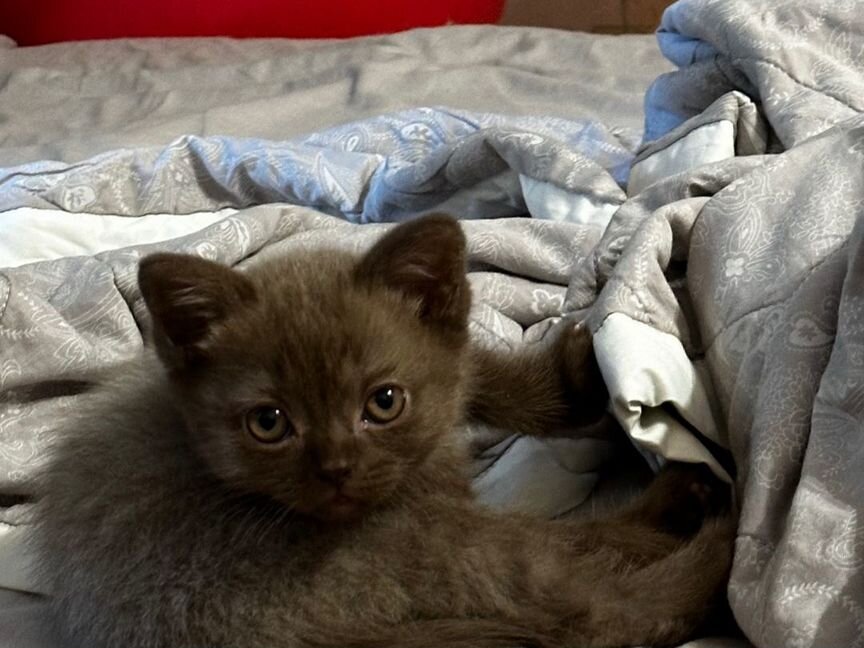 Британский котенок