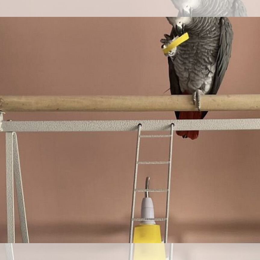 Ручной говорящий попугай