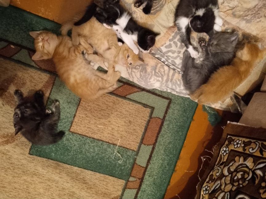 Котята в добрые руки бесплатно