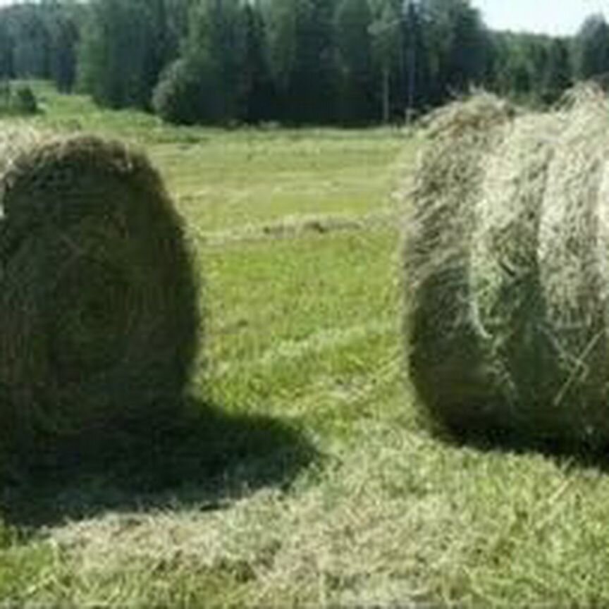 Сено в рулонах
