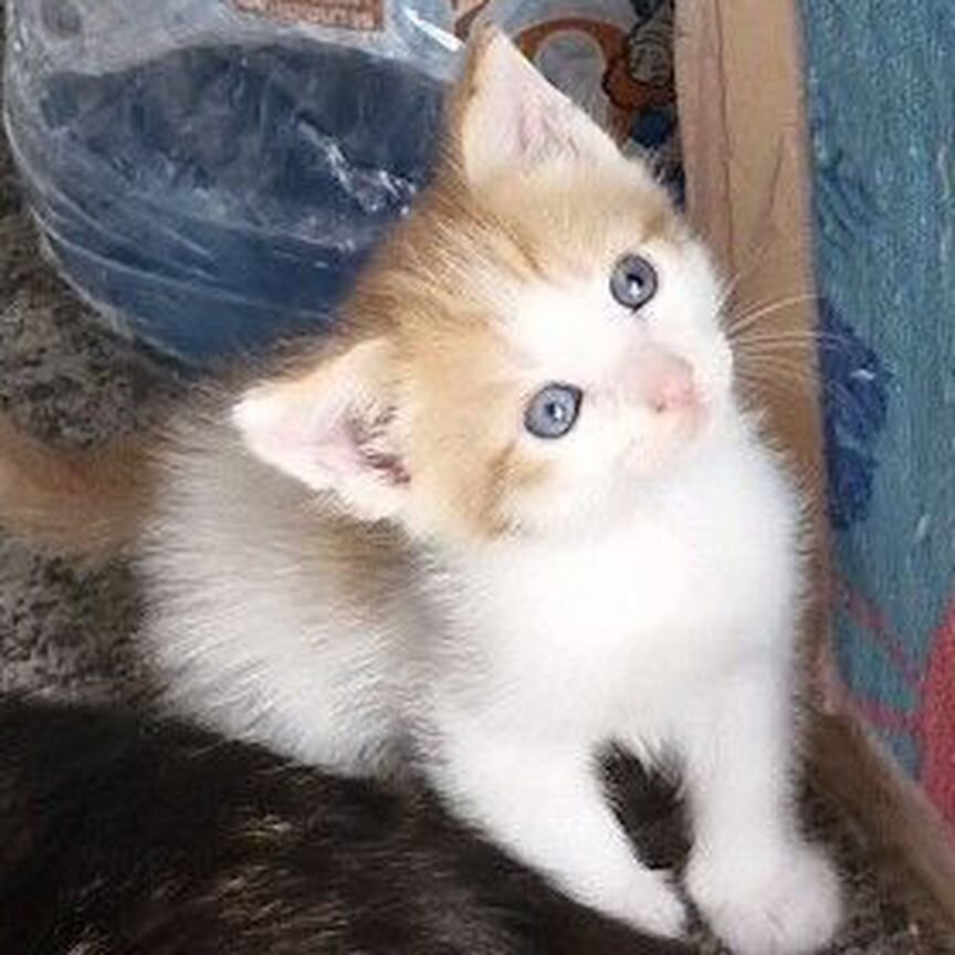 Котёнок в добрые руки