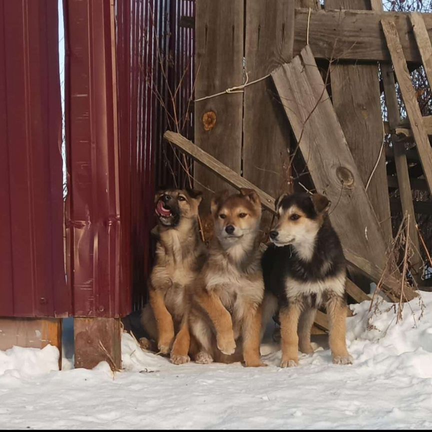 Щенки метисы в добрые руки