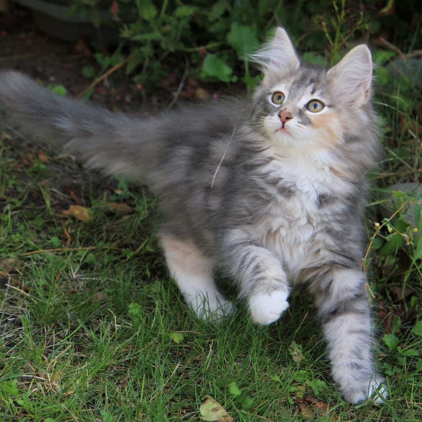 Котёнок норвежской лесной