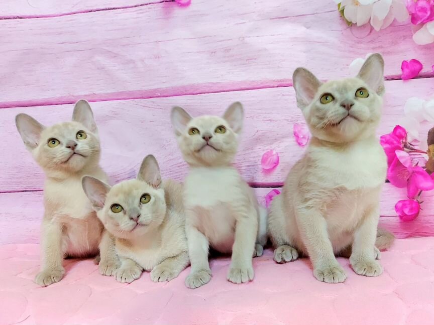 Бурманские красоточки