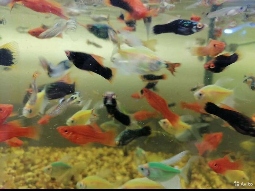 Рыбка аквариумная