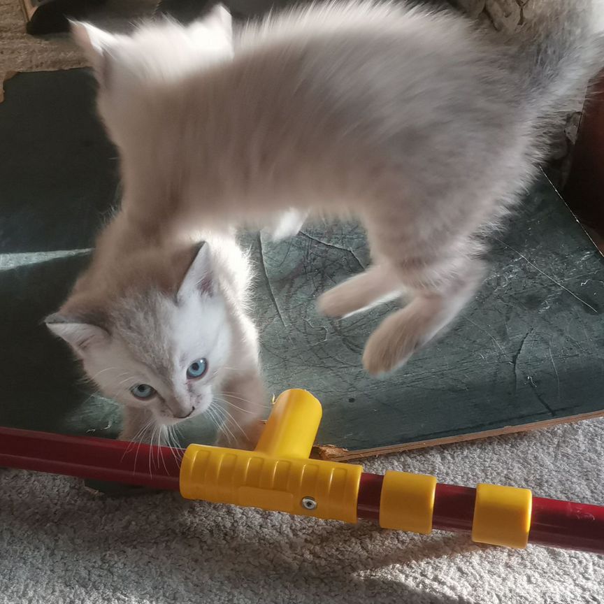 Котёнок в добрые руки