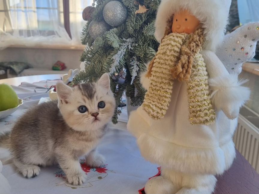 Шотландские плюшевые котята