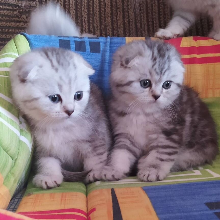 Шотландские
