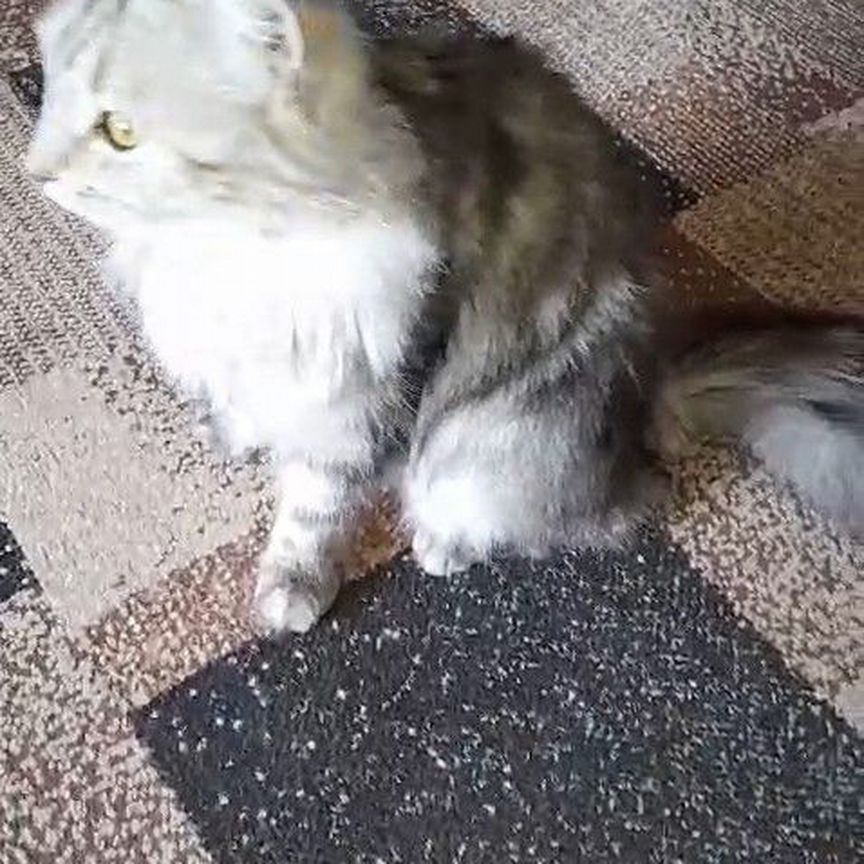 Хочет домой